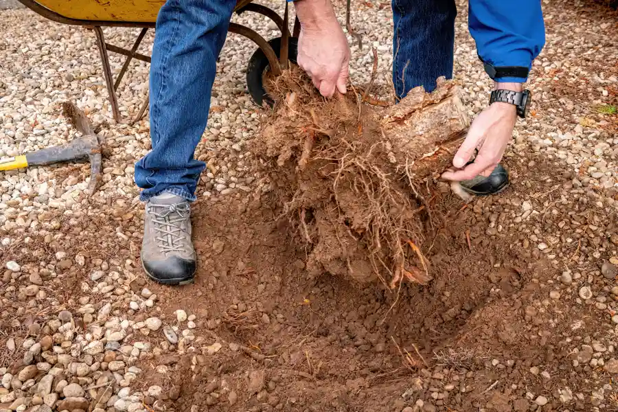 Learn How to Remove a Tree With Roots - Manny's Tree Service